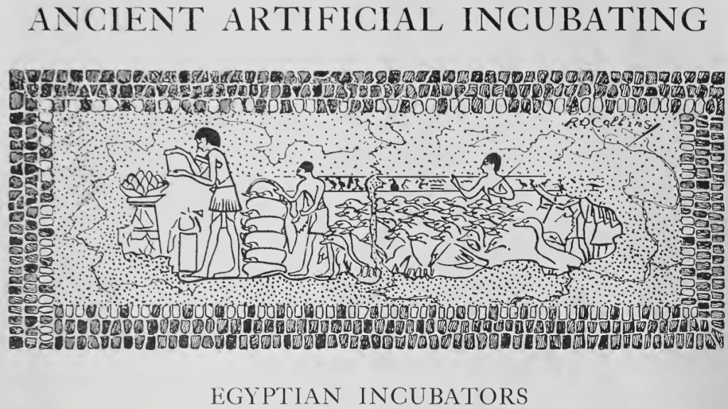 The history of artificial incubation. - Cluckin