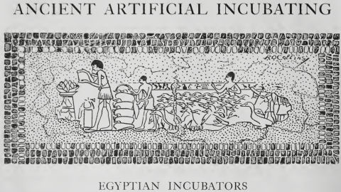 The history of artificial incubation. - Cluckin