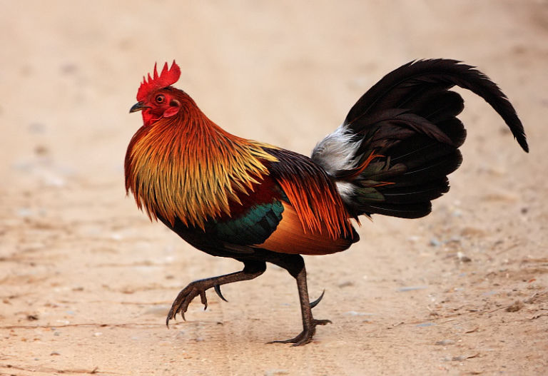 The evolution and origin of the chicken. - Cluckin