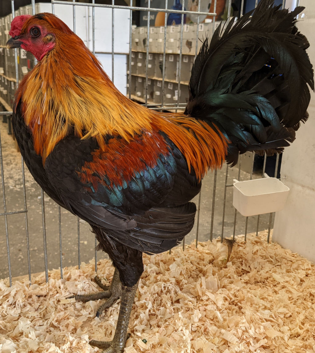 The evolution and origin of the chicken. - Cluckin