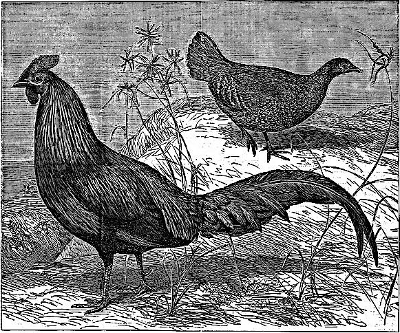 The evolution and origin of the chicken. - Cluckin