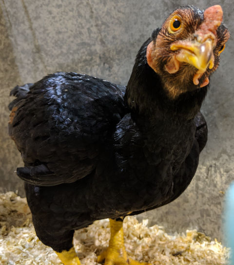 What is the difference between old and modern chickens? - Cluckin