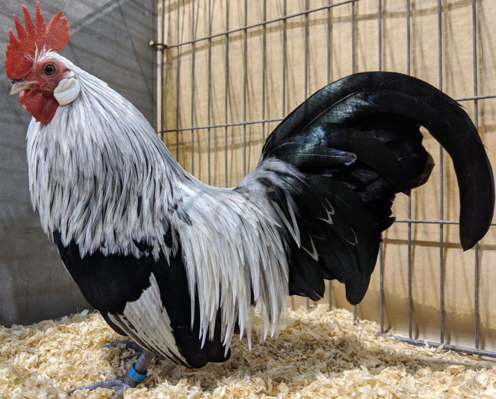 What is the difference between old and modern chickens? - Cluckin