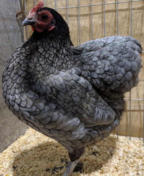 The complete list of chicken feather colours with pictures, video and ...