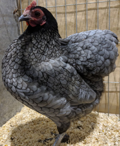 The complete list of chicken feather colours with pictures, video and ...