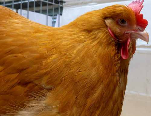 The complete list of chicken feather colours with pictures, video and ...