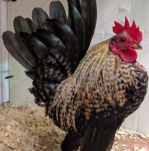 The complete list of chicken feather colours with pictures, video and ...