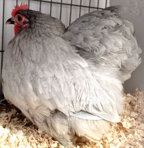 The complete list of chicken feather colours with pictures, video and ...