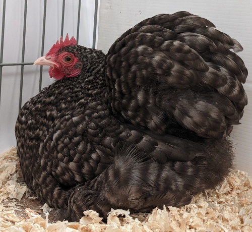 The complete list of chicken feather colours with pictures, video and ...