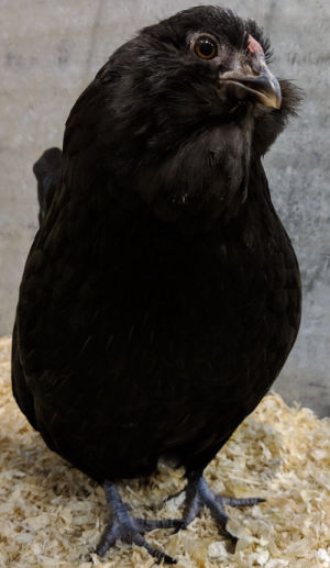 The complete list of chicken feather colours with pictures, video and ...