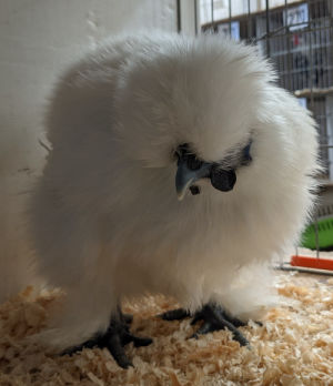 The complete list of chicken feather colours with pictures, video and ...