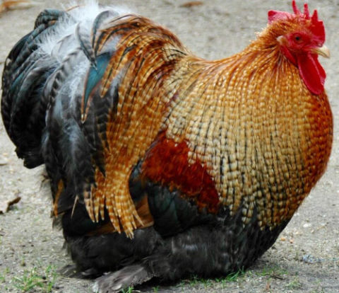 The complete list of chicken feather colours with pictures, video and ...