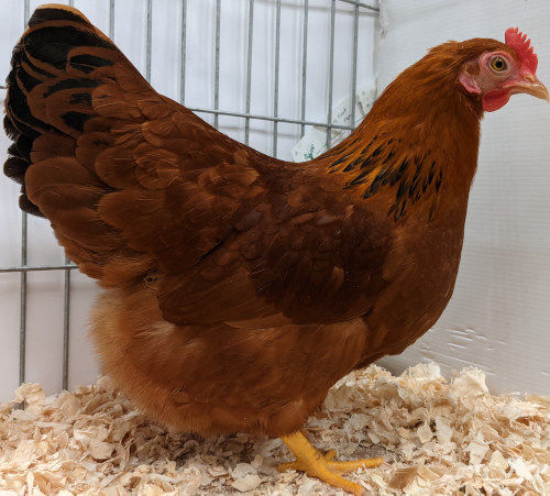 The complete list of chicken feather colours with pictures, video and ...