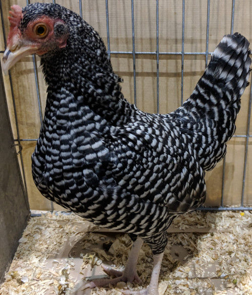 The complete list of chicken feather colours with pictures, video and ...