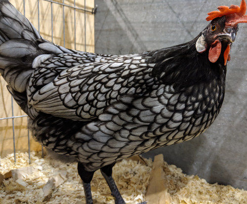 The complete list of chicken feather colours with pictures, video and ...