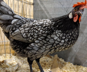 The complete list of chicken feather colours with pictures, video and ...