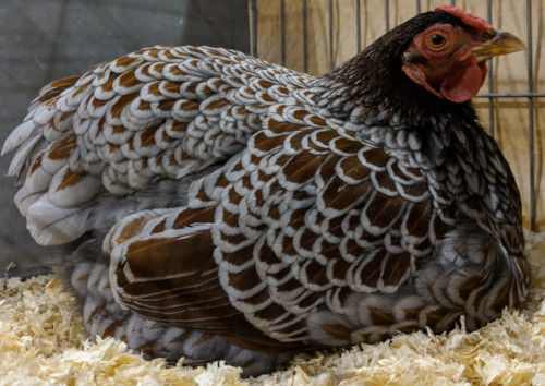 The complete list of chicken feather colours with pictures, video and ...