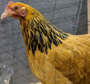 The complete list of chicken feather colours with pictures, video and ...