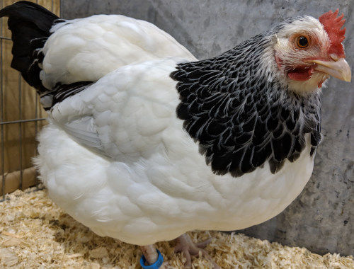 The complete list of chicken feather colours with pictures, video and ...