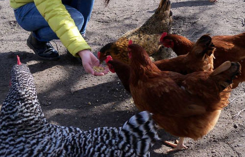 How to tame and train chickens. With an 8 week guide. - Cluckin