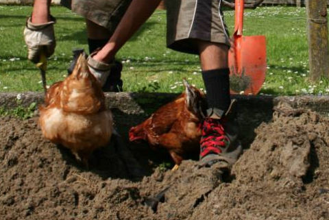 How to tame and train chickens. With an 8 week guide. - Cluckin