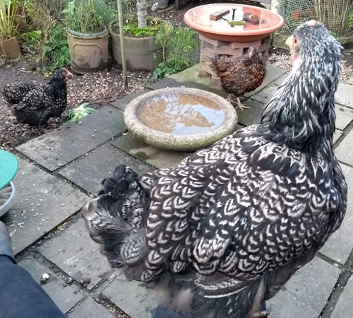 How to tame and train chickens. With an 8 week guide. - Cluckin