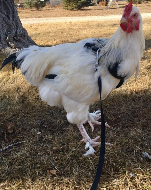 How to tame and train chickens. With an 8 week guide. - Cluckin