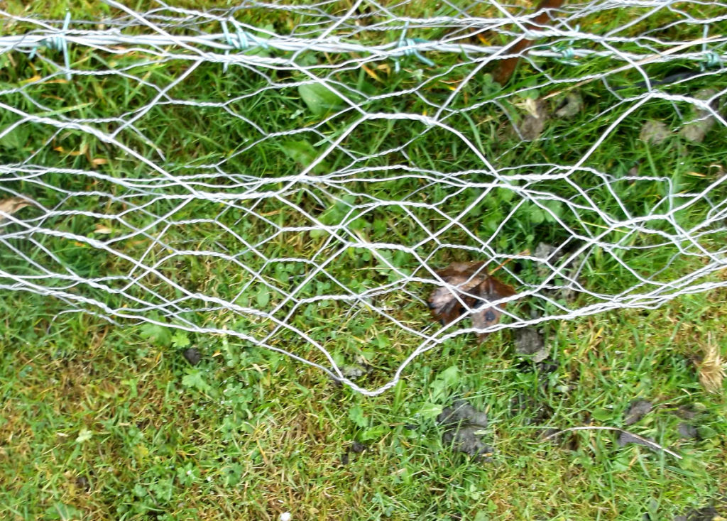 How do you know if it is a fox killing your chickens? - Cluckin