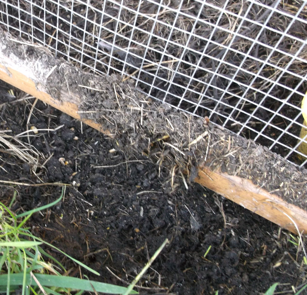 How do you know if it is a fox killing your chickens? - Cluckin