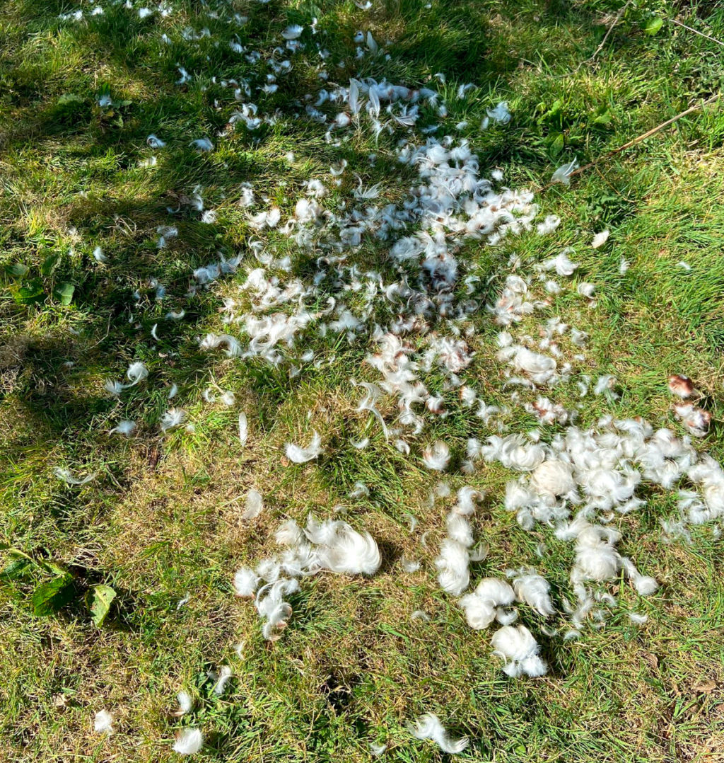 How do you know if it is a fox killing your chickens? - Cluckin