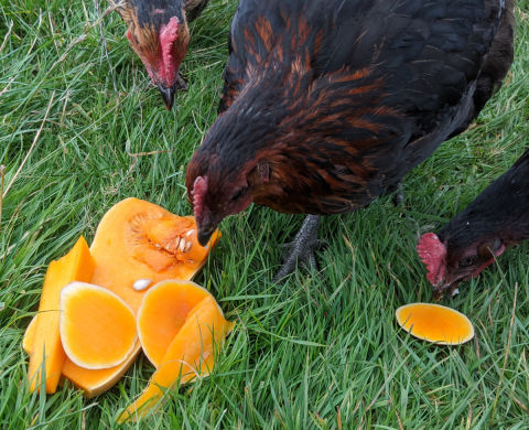 The secret to brighter egg yolks. How I naturally changed the colour of ...