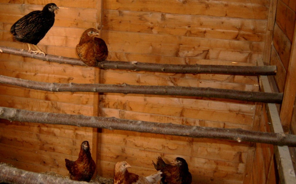Sustainable chicken keeping. Create an environmentally friendly and ...