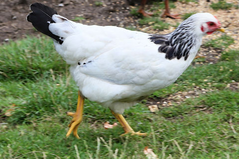 When to switch chicken feeds. Going from chick ration to growers and on ...