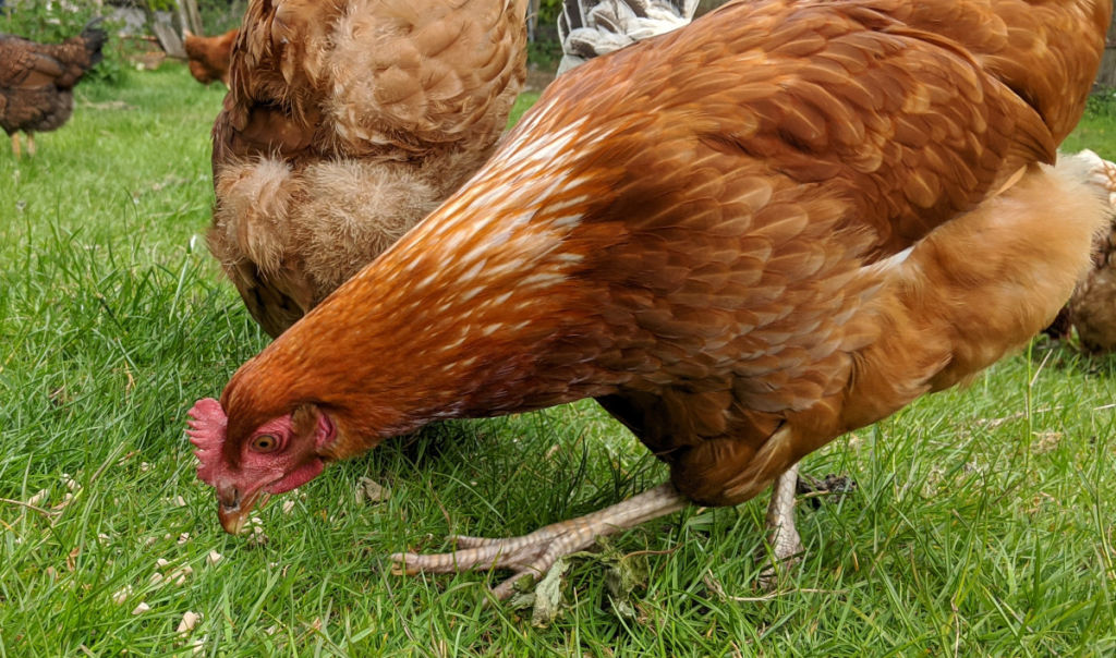 When to switch chicken feeds. Going from chick ration to growers and on ...
