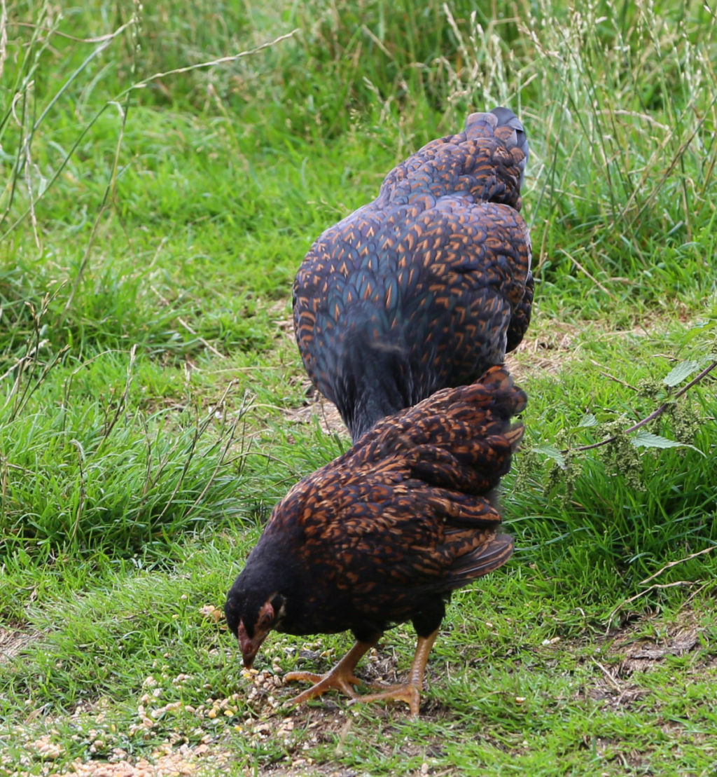When to switch chicken feeds. Going from chick ration to growers and on ...