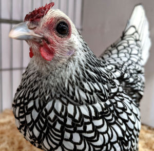 Sebright bantams. A hen feathered delight with over 200 years of ...