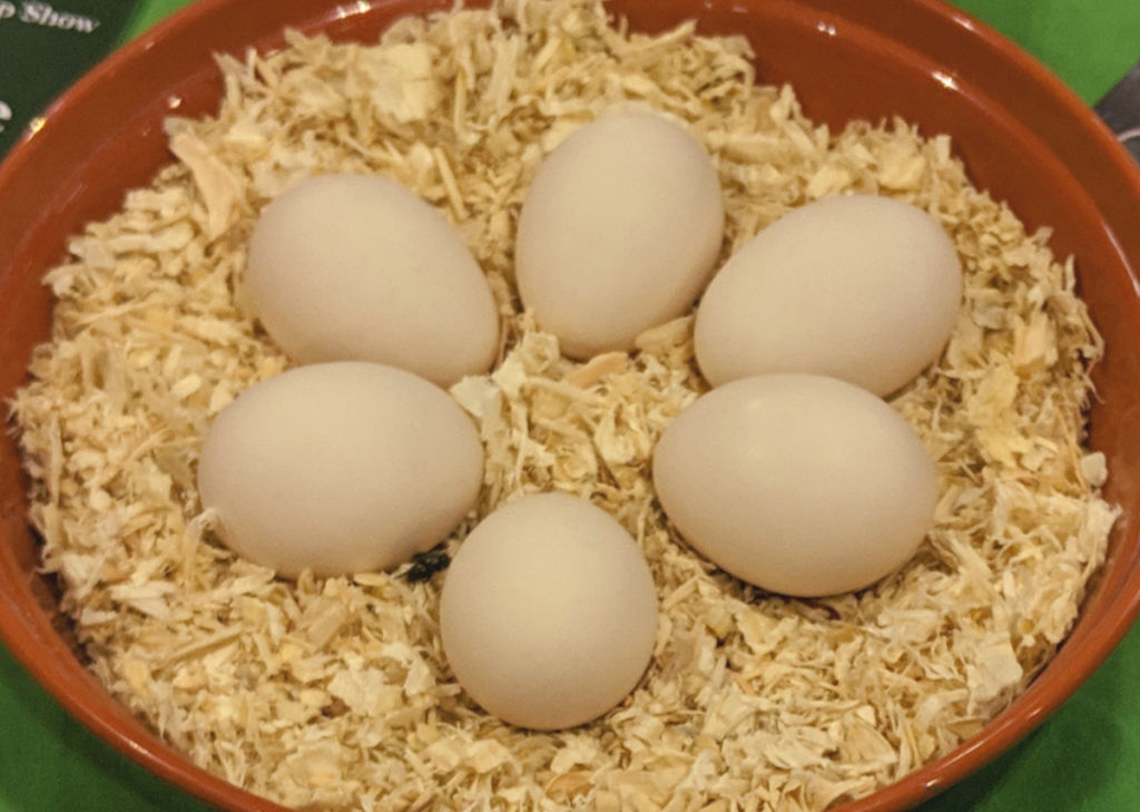 Sebright bantams. A hen feathered delight with over 200 years of history. - Cluckin