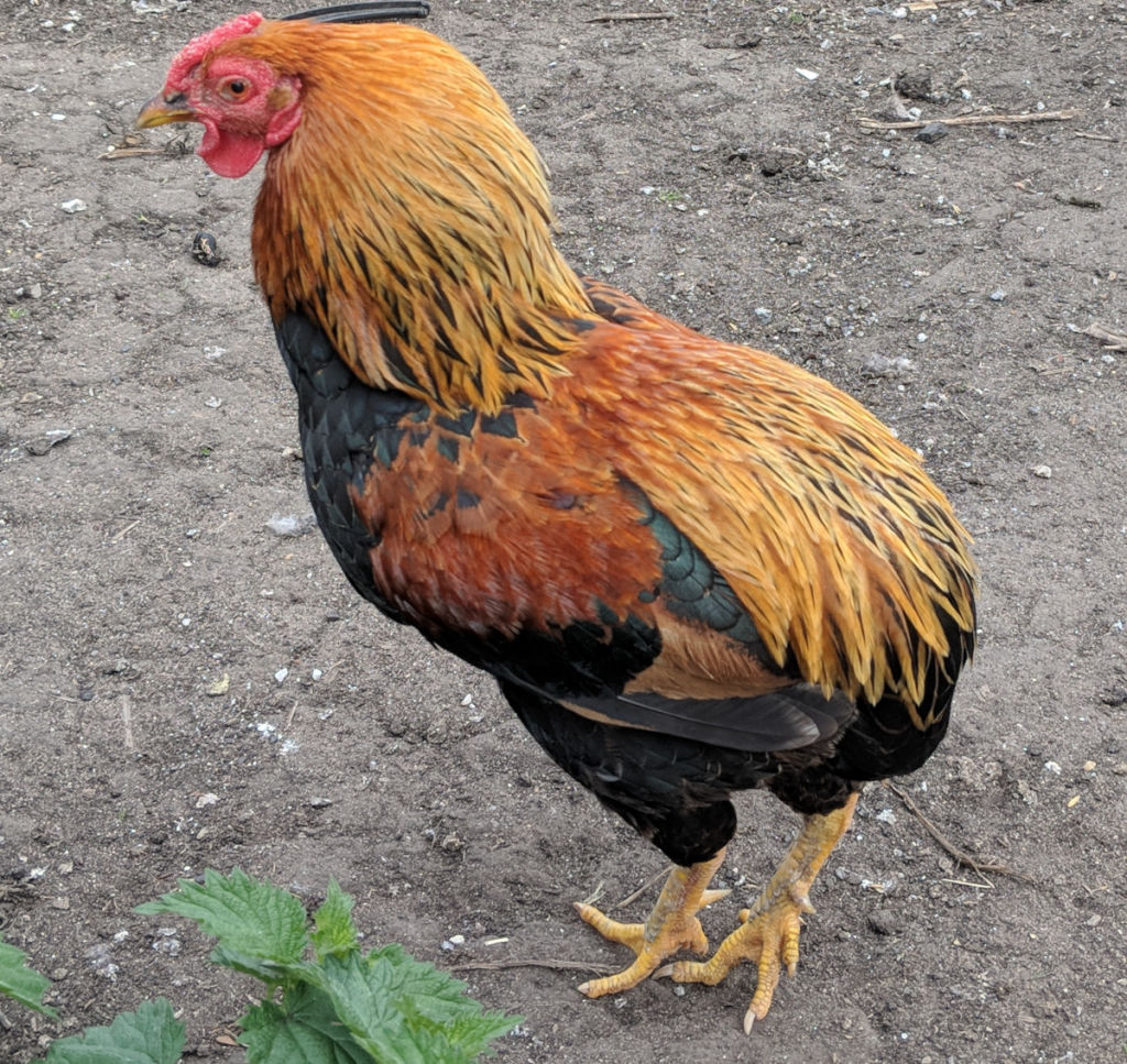 Limping, hobbling and lameness in chickens, what is causing it and how ...