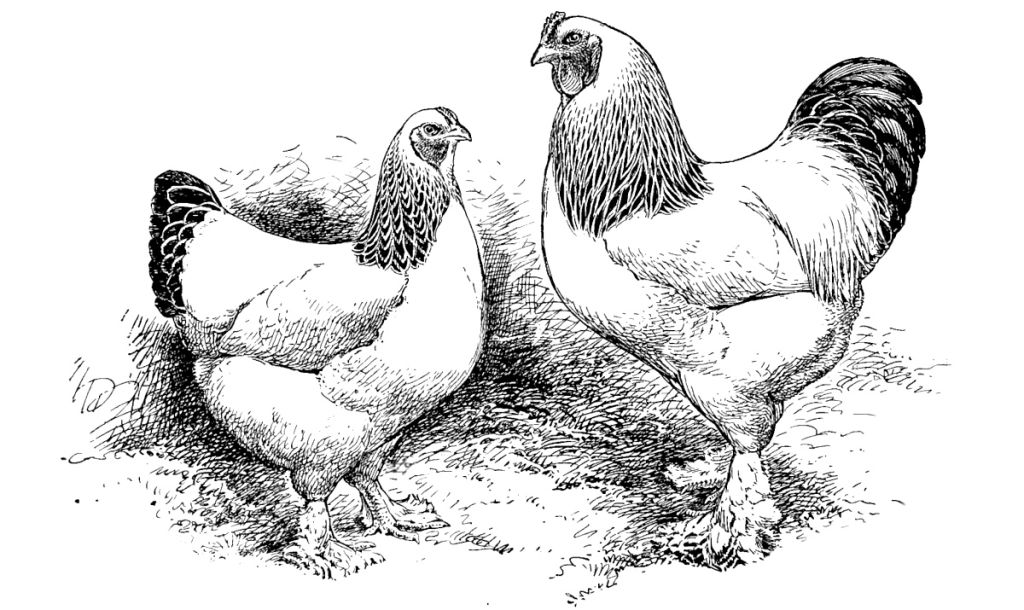 Brahma breed standards - Cluckin