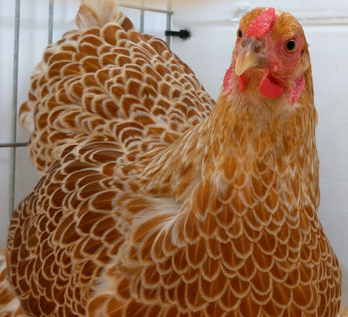 Wyandotte colours and types. - Cluckin