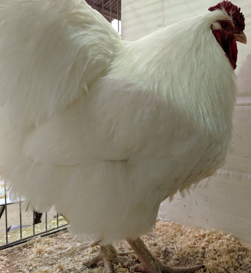 Wyandotte colours and types. - Cluckin