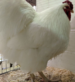 Wyandotte colours and types. - Cluckin