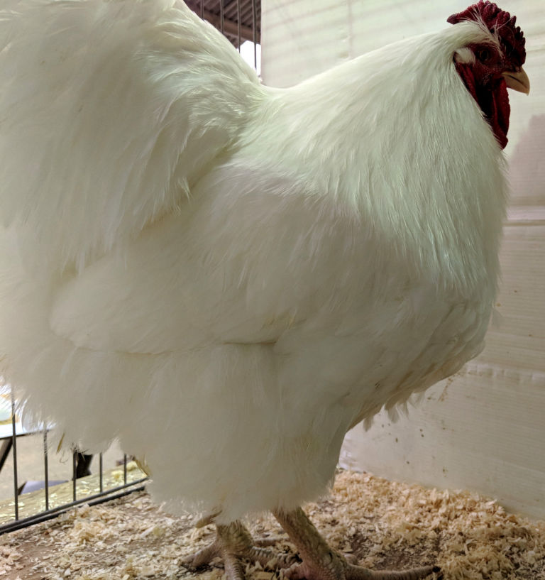 The Wyandotte: A look at one of America's favourite chicken breeds. - Cluckin