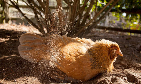 Dust baths for chickens and what to fill them with - Cluckin