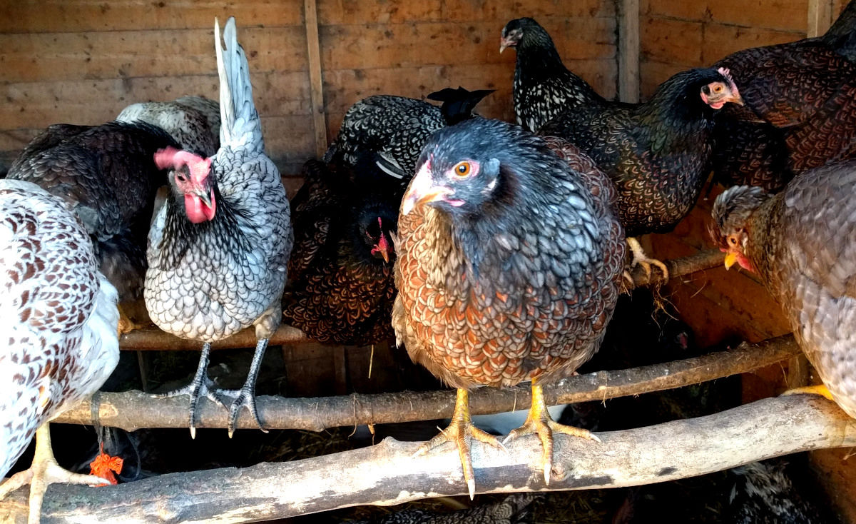 Why your chickens are awake at night and what to do about it. - Cluckin
