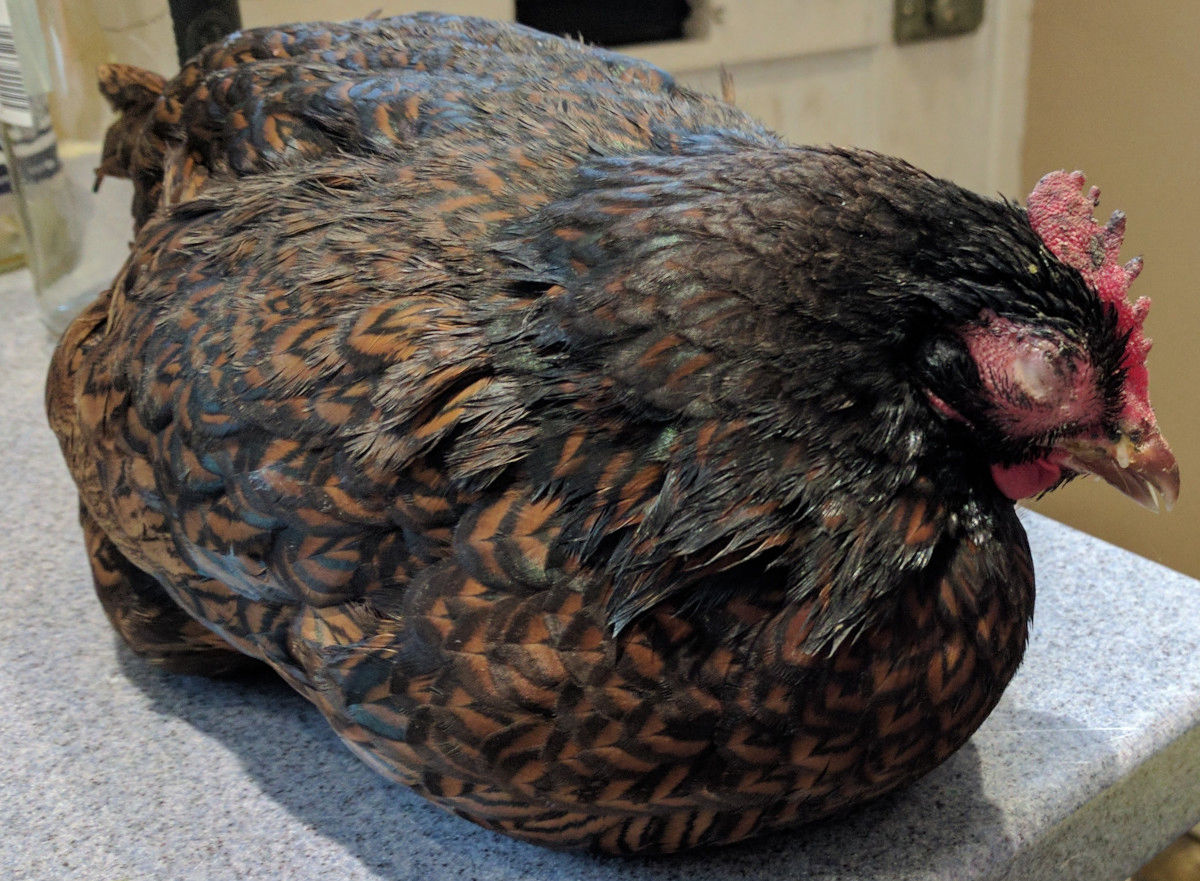 Which diseases can humans catch from chickens and how to protect ...