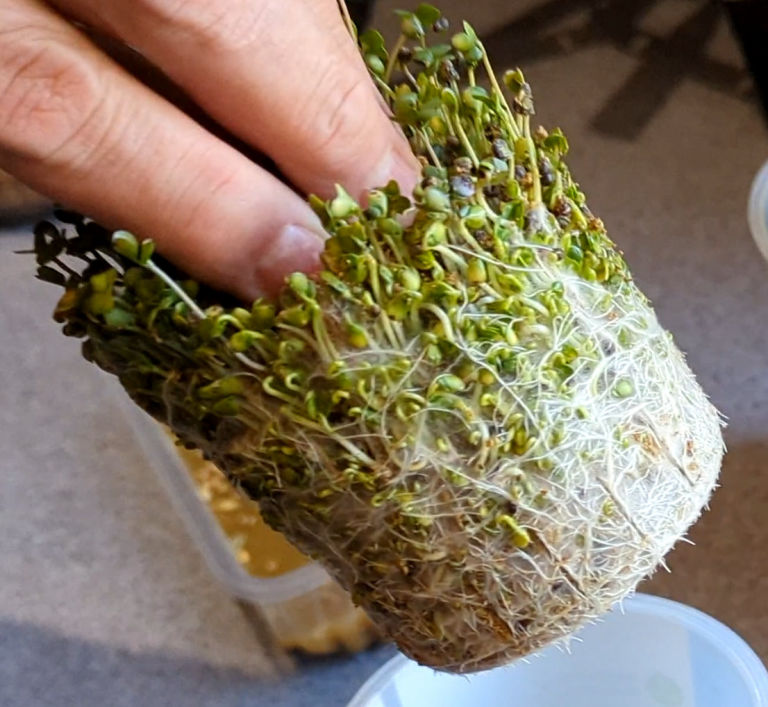 Fodder for chickens, 14 seeds tested and how to grow it with almost no ...