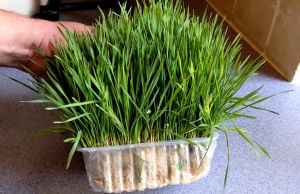 Fodder for chickens, 14 seeds tested and how to grow it with almost no ...