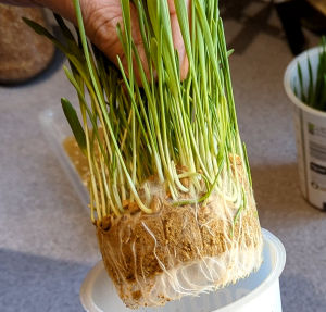 Fodder for chickens, 14 seeds tested and how to grow it with almost no ...