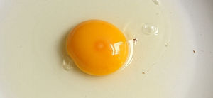 Which part of the egg becomes the chick? - Cluckin